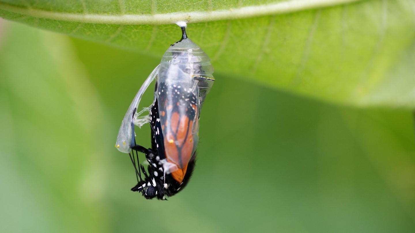 Value emerges in Prime RMBS amid hunt for yield | TwentyFour Asset ...